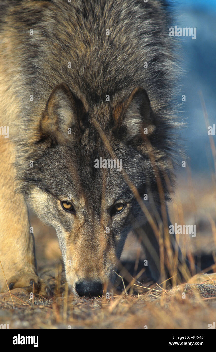 timber wolf (Canis lupus lycaon), sniffing at the ground Stock Photo ...