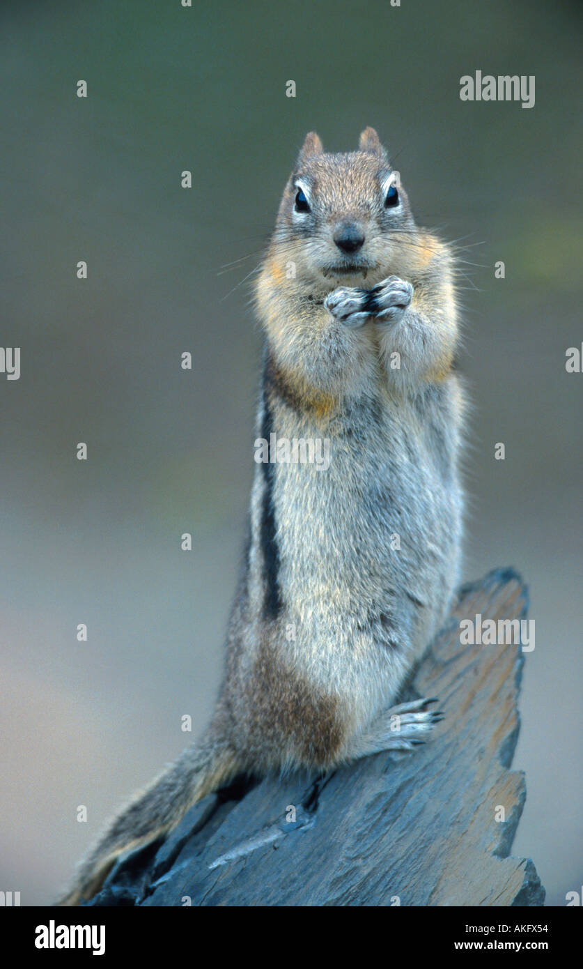 golden-mantled ground squirrel (Spermophilus lateralis), sit up and beg ...