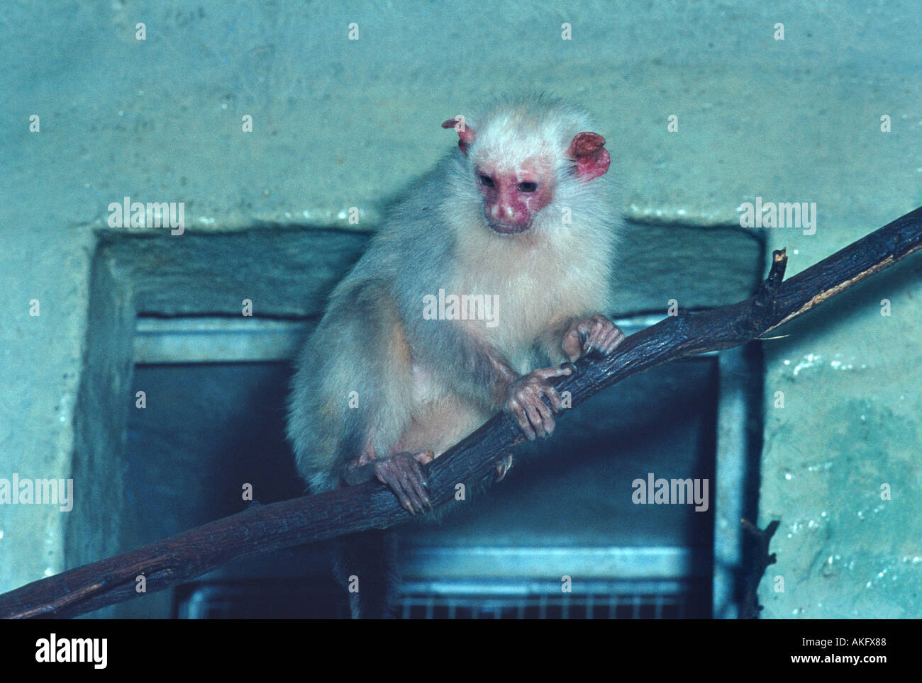 Callithrix argentata hi-res stock photography and images - Alamy