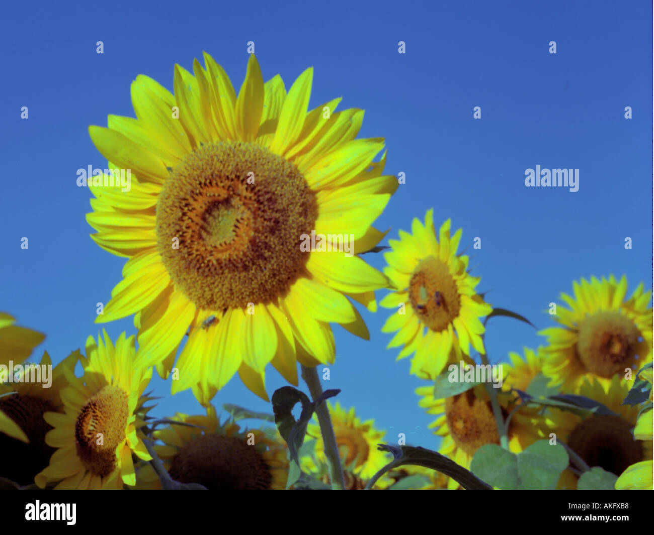 Full bloom blossom hi-res stock photography and images - Alamy