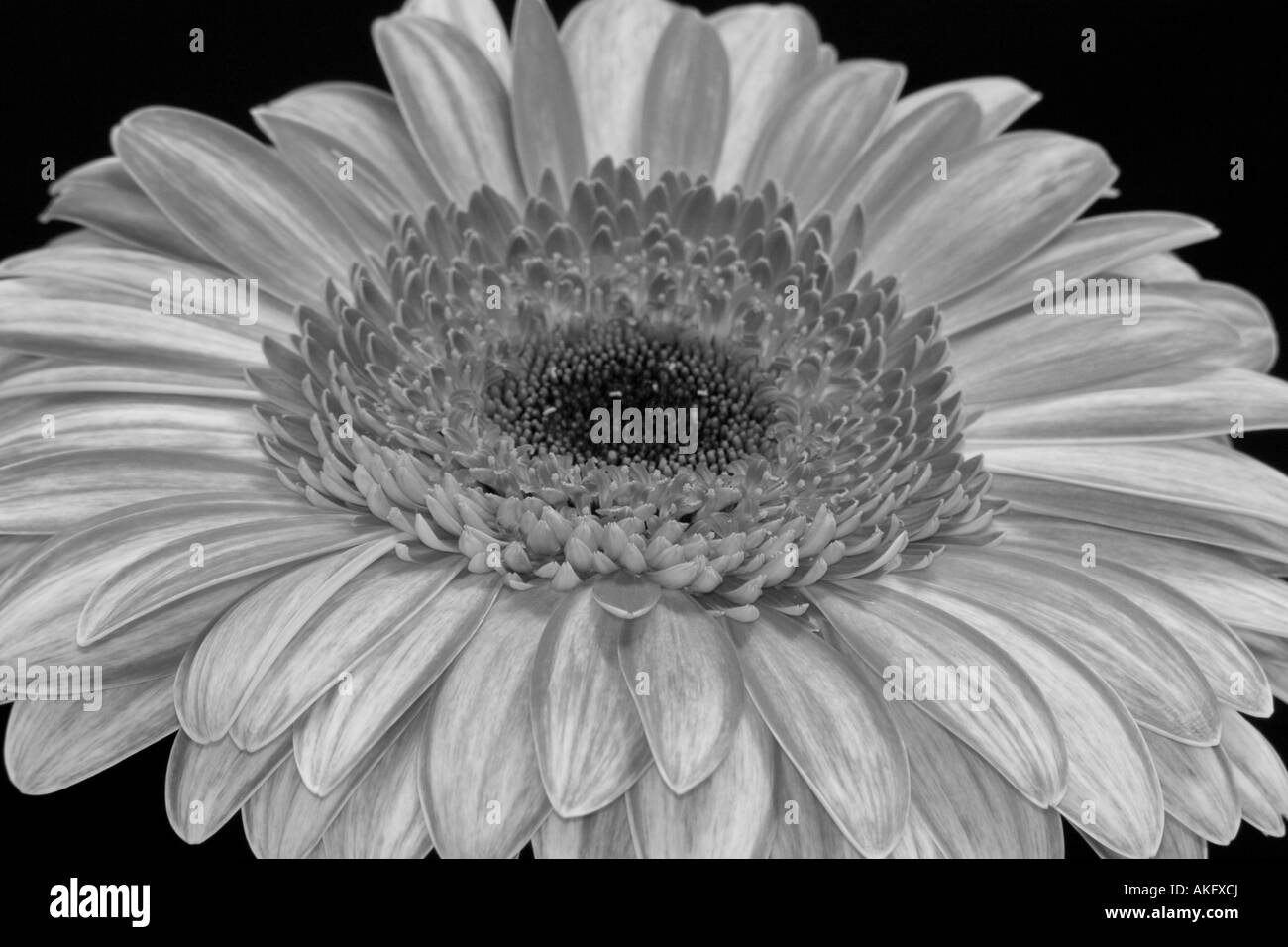 Landscape gerbera Black and White Stock Photos & Images - Alamy