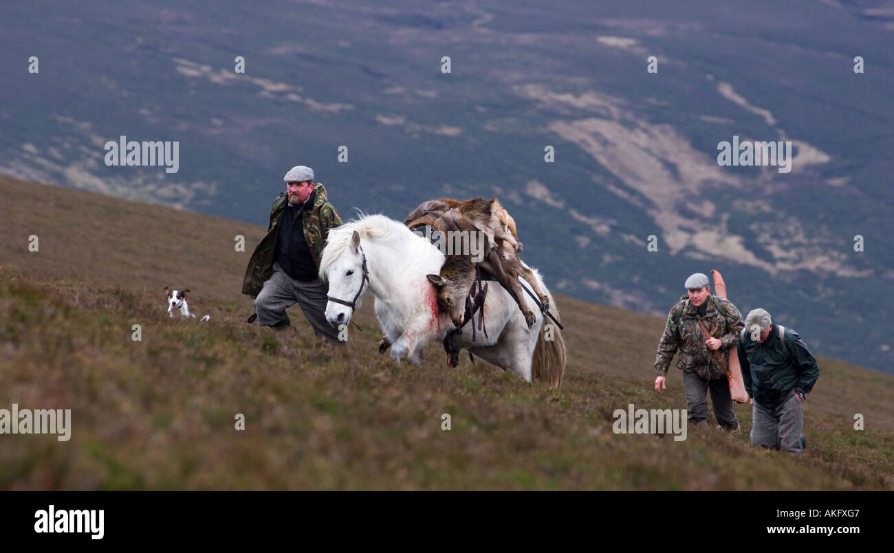 Garron Horse