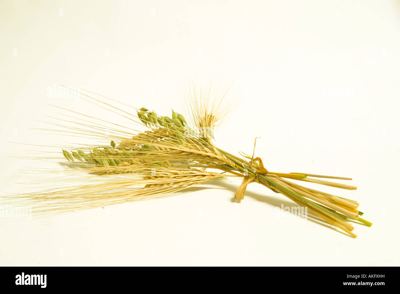 Spike summers hi-res stock photography and images - Alamy