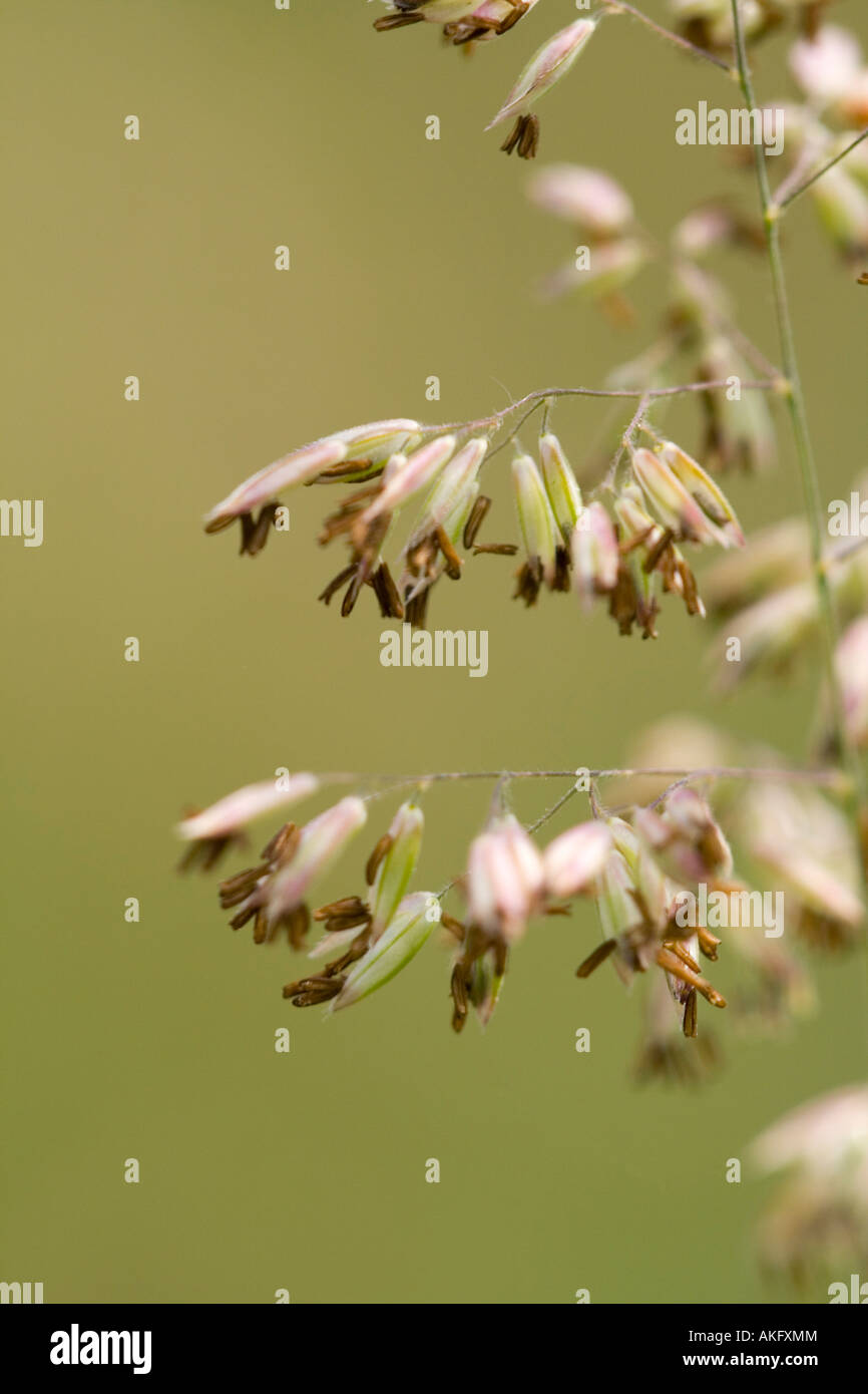 Allergic part of the plant hi-res stock photography and images - Alamy