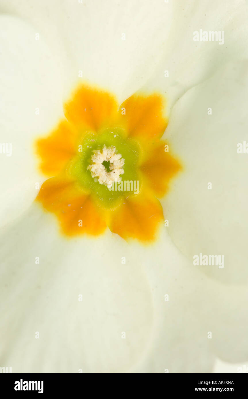 Angus primrose hi-res stock photography and images - Alamy