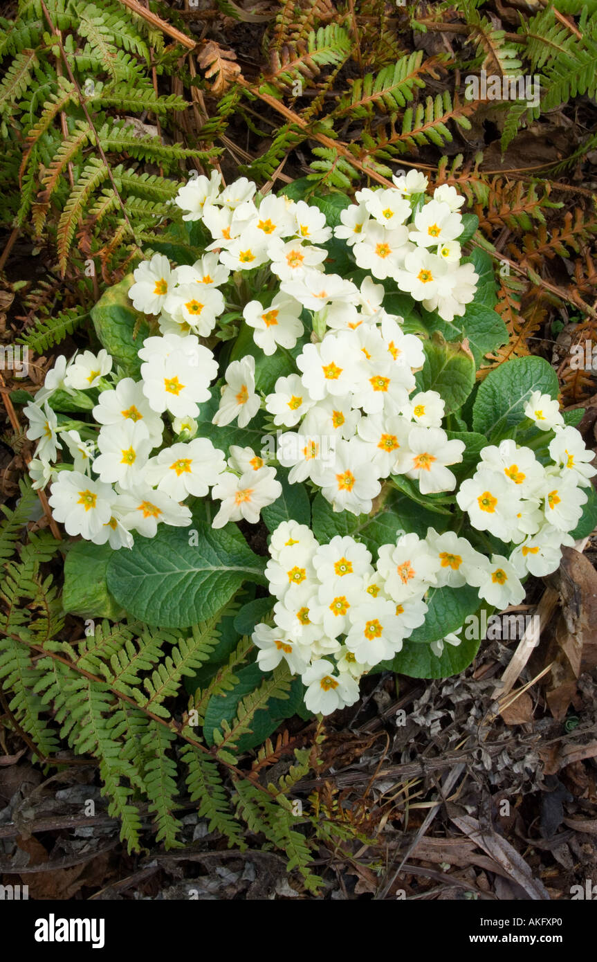 Angus primrose hi-res stock photography and images - Alamy