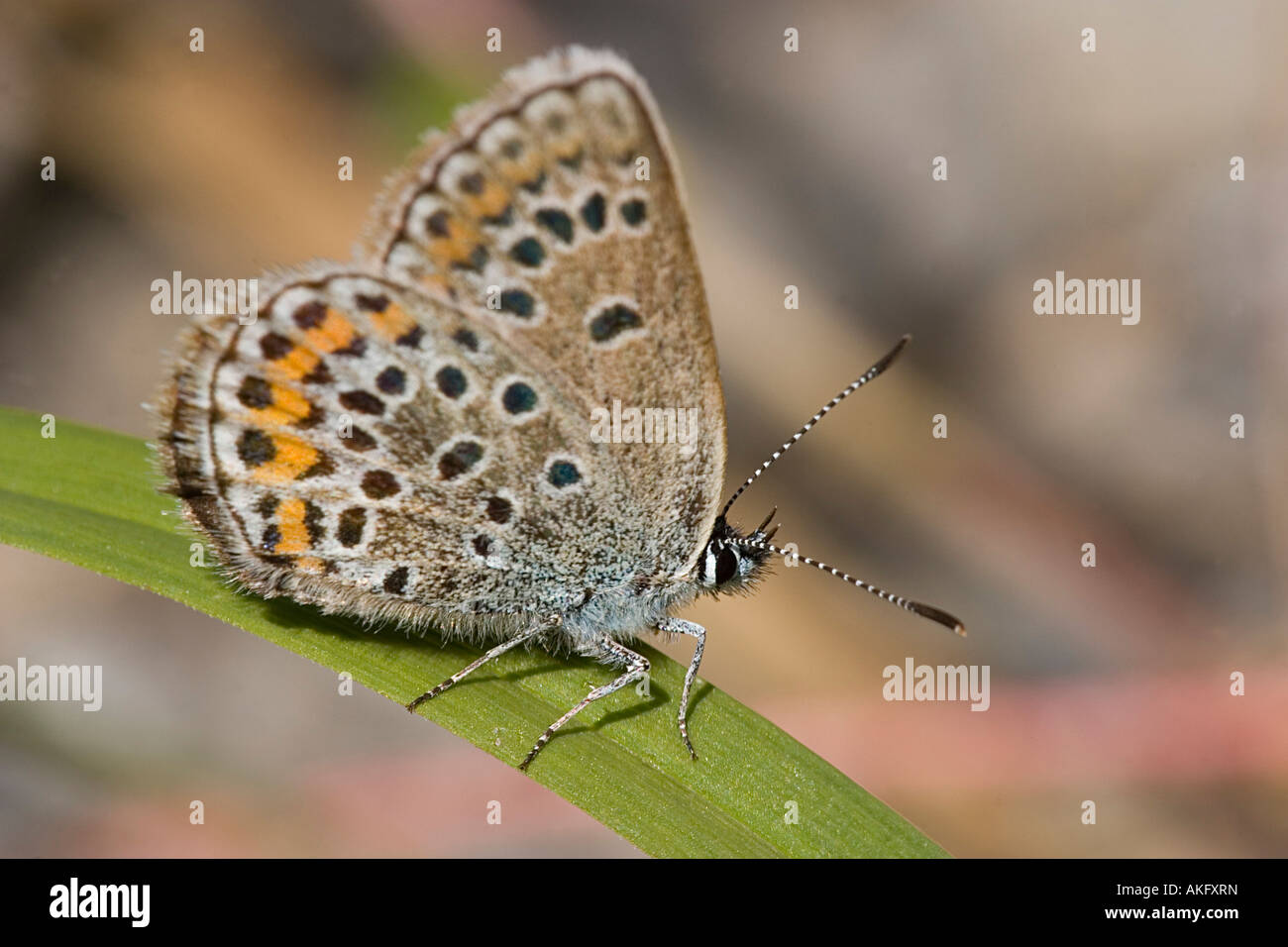 Baton Blue Butterfly High Resolution Stock Photography and Images - Alamy