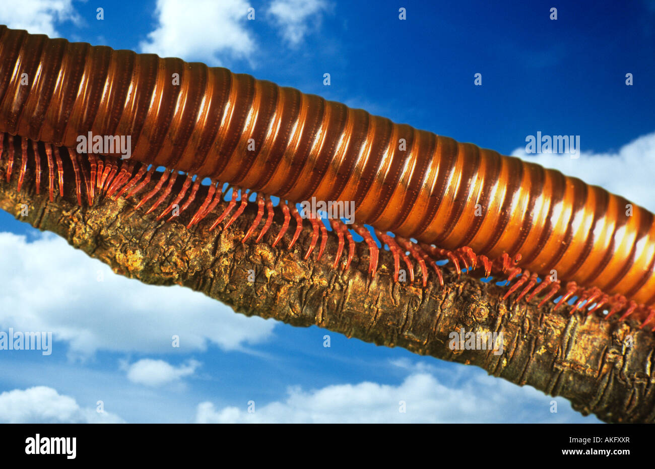 Giant millepede on twig Stock Photo - Alamy