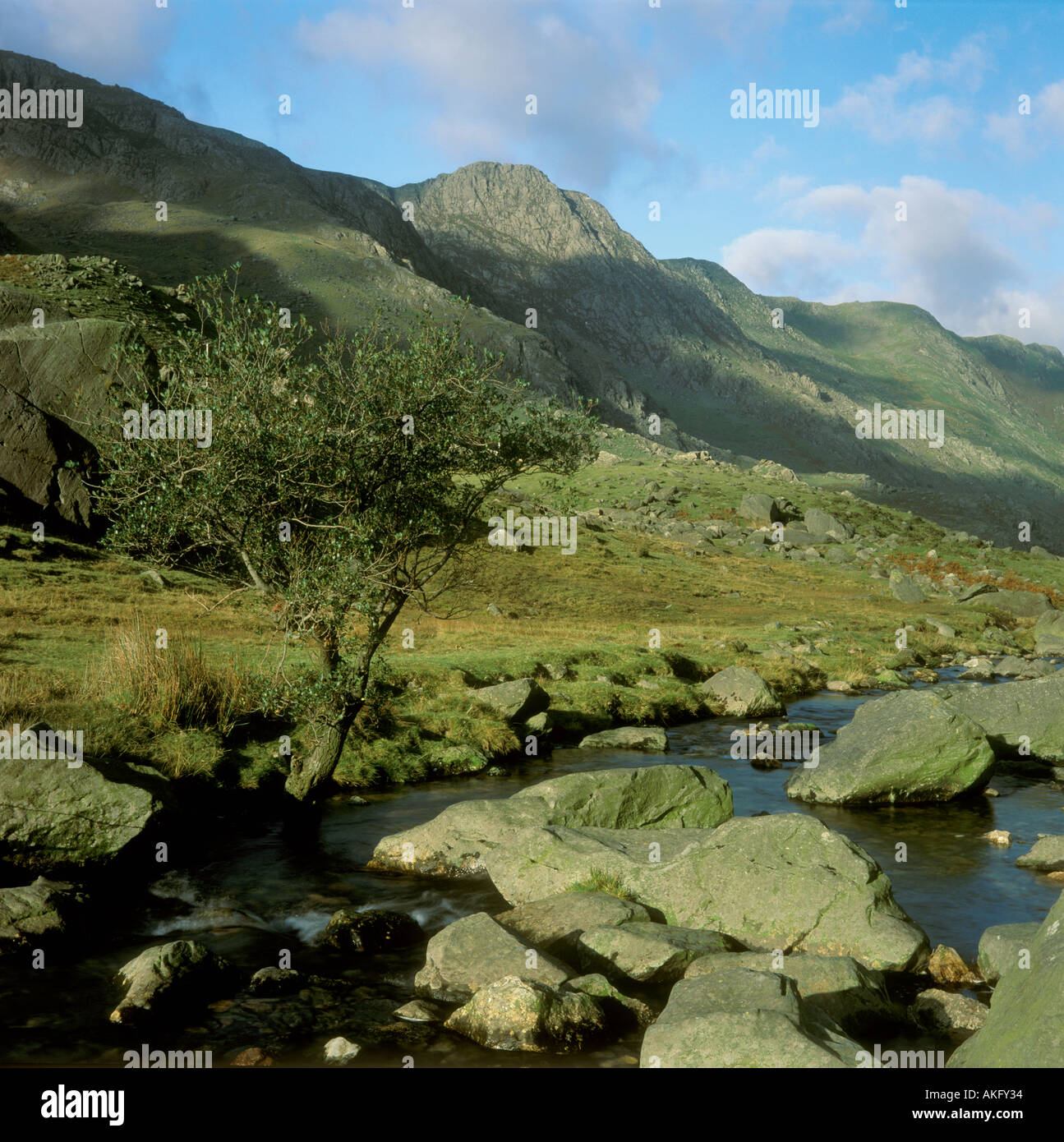 Tree and llanberis pass hi-res stock photography and images - Alamy