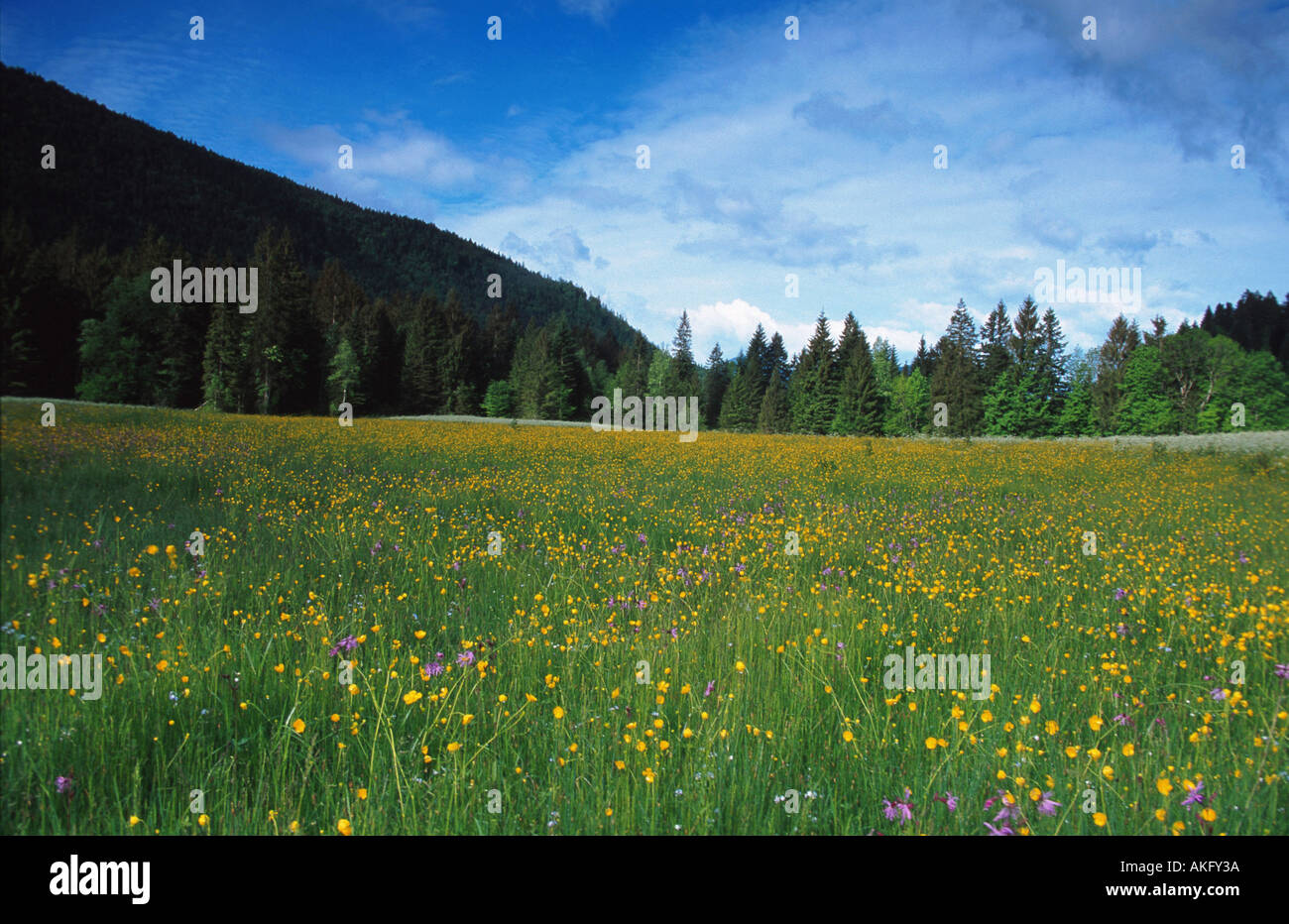 Weather fleck hi-res stock photography and images - Alamy