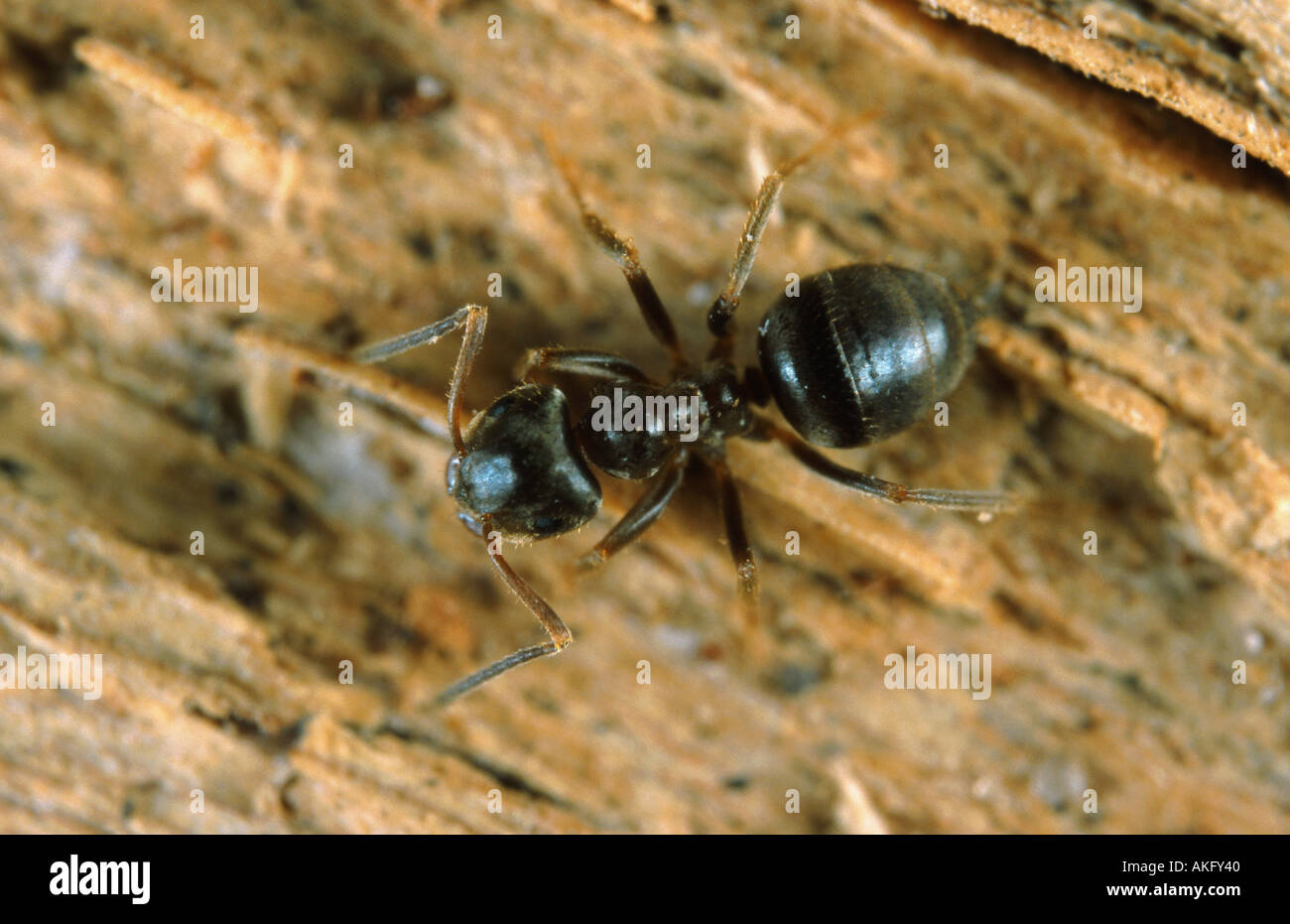 black ant, common black ant, garden ant (Lasius niger), worker Stock ...