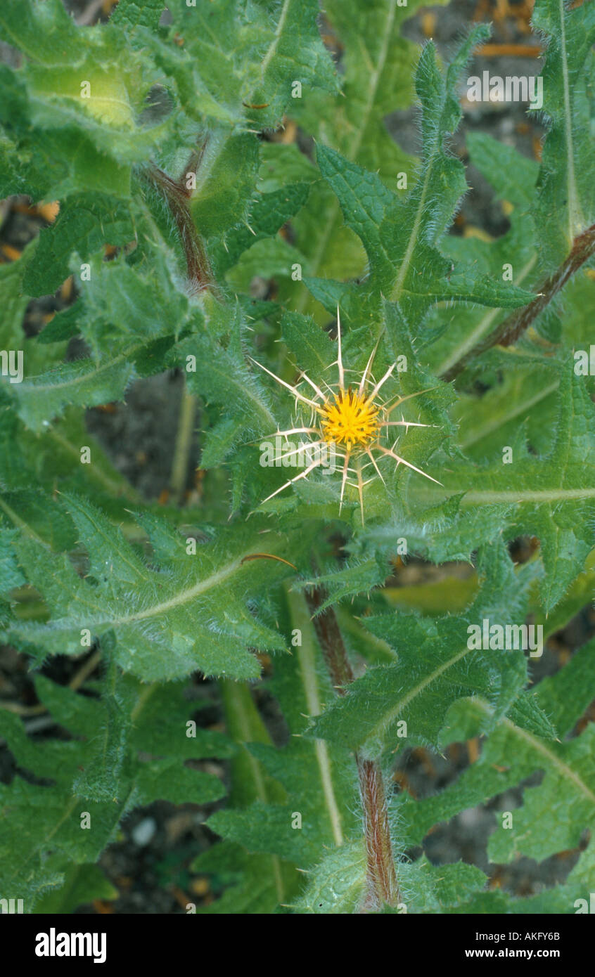 holy thistle, blessed thistle (Cnicus benedictus), inflorescence Stock ...