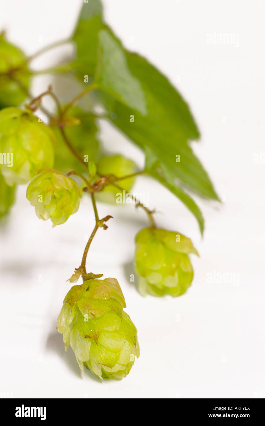 Hops blossoms hi-res stock photography and images - Alamy