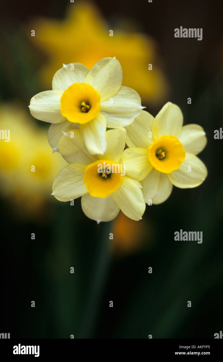 Daffodil minnow hi-res stock photography and images - Alamy