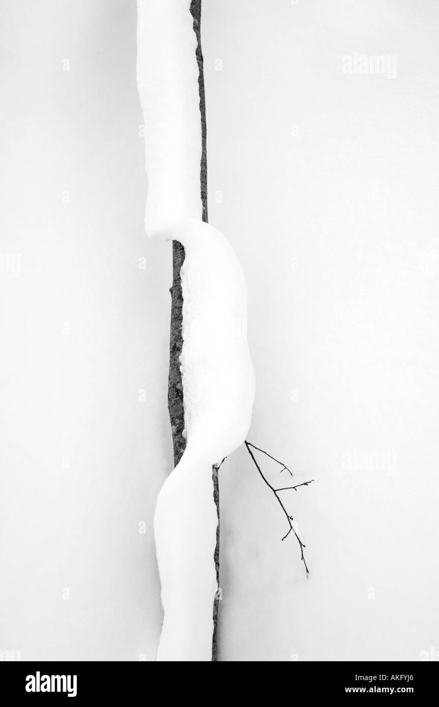 Silver birch snow Black and White Stock Photos & Images - Alamy