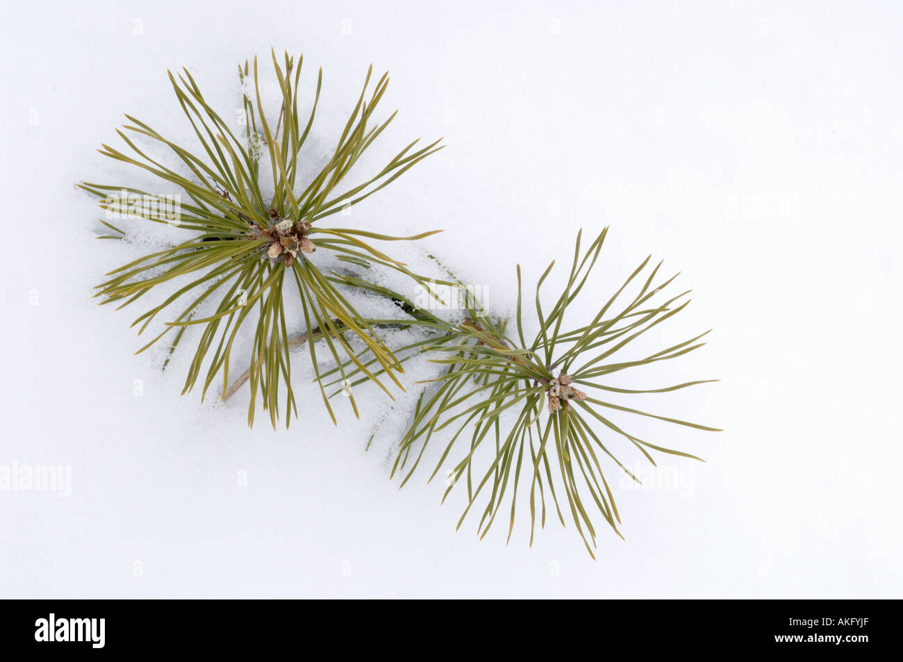 Scots pine seedlings emerging through snow Stock Photo - Alamy