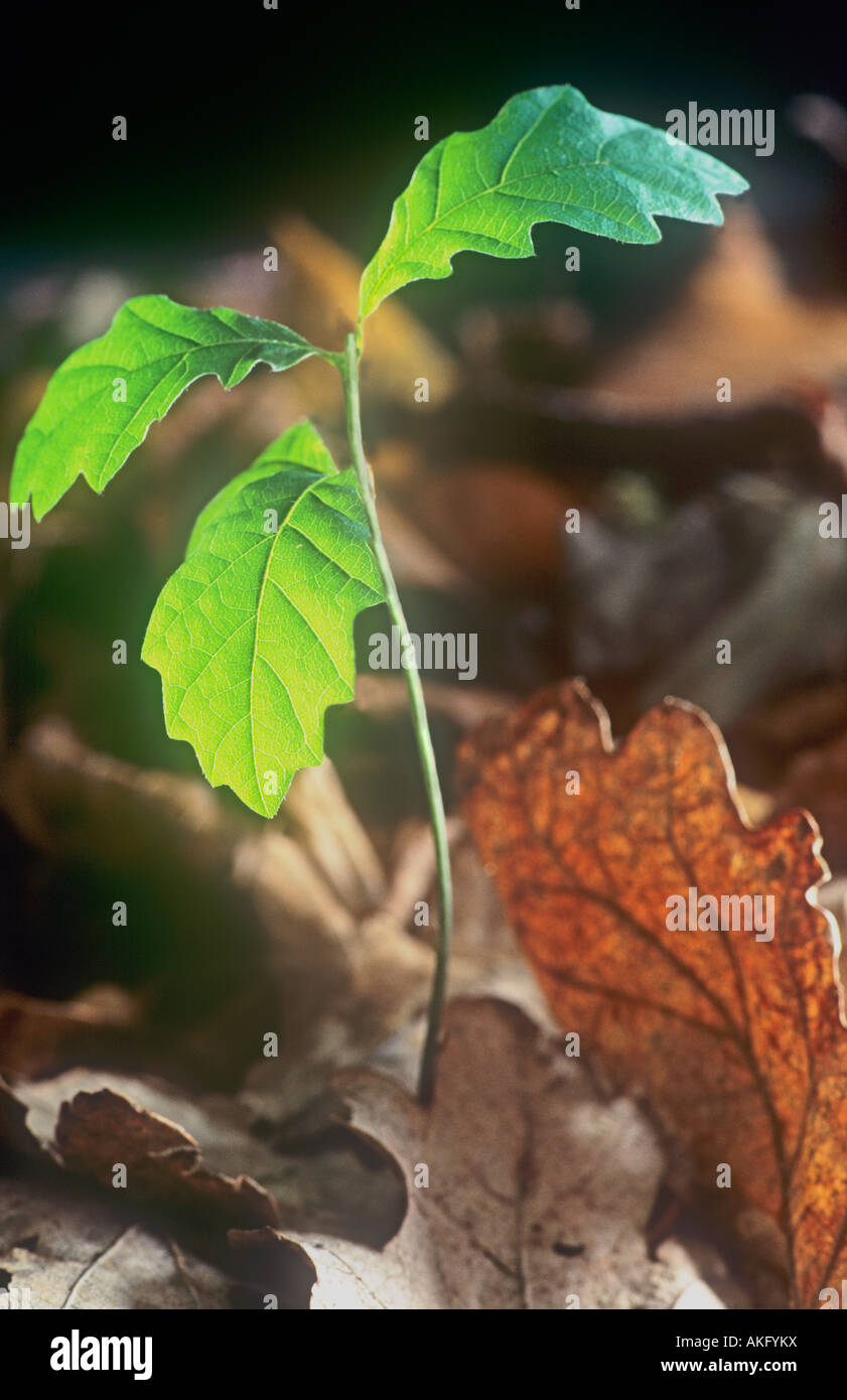 Oak seedling growing from the forest floor Stock Photo - Alamy