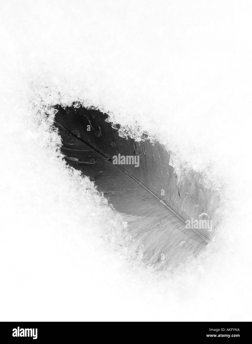 S feather Black and White Stock Photos & Images - Alamy