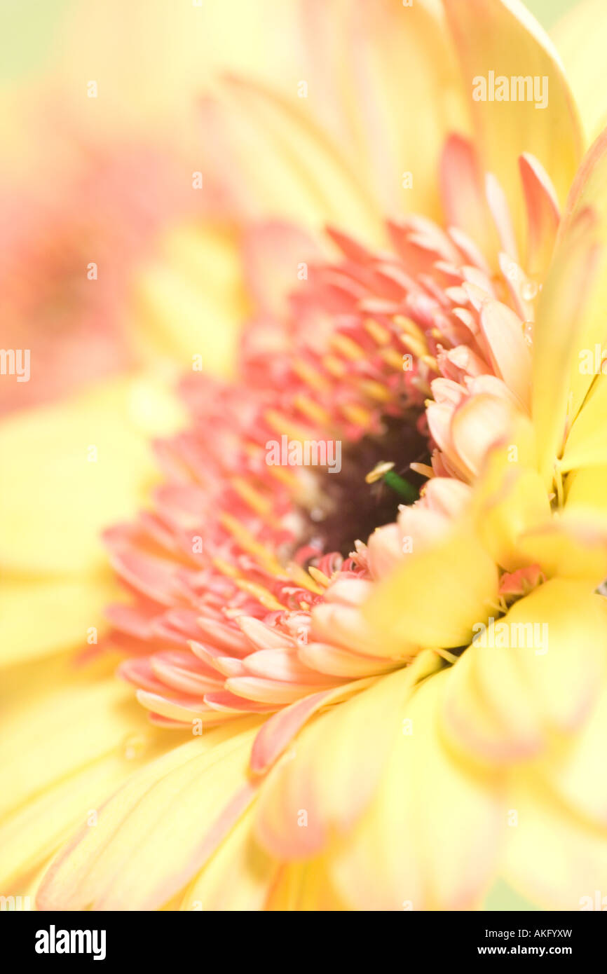 Noble symbols hi-res stock photography and images - Alamy