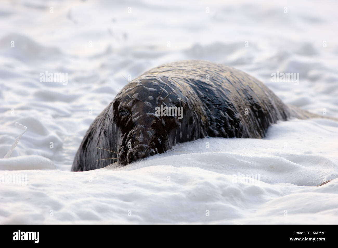 Grey seal bull in agitated North Sea Stock Photo - Alamy