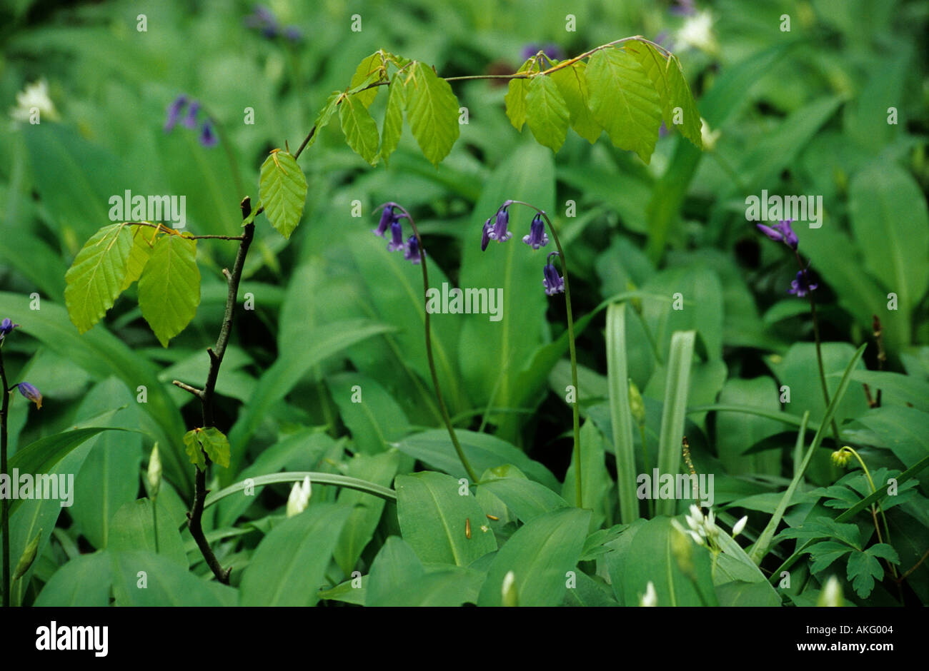 Deciduous seedling hi-res stock photography and images - Alamy