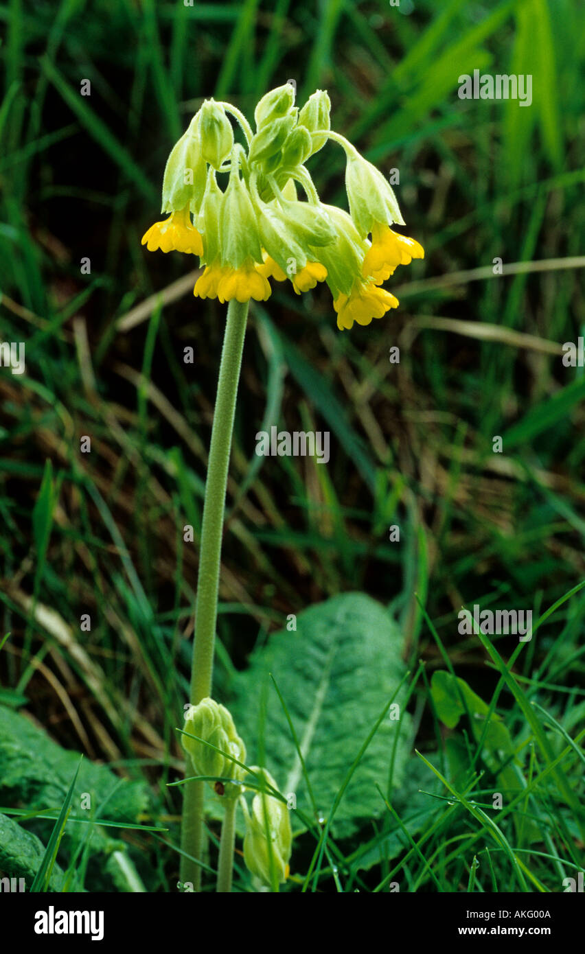 Cowslip portrait hi-res stock photography and images - Alamy