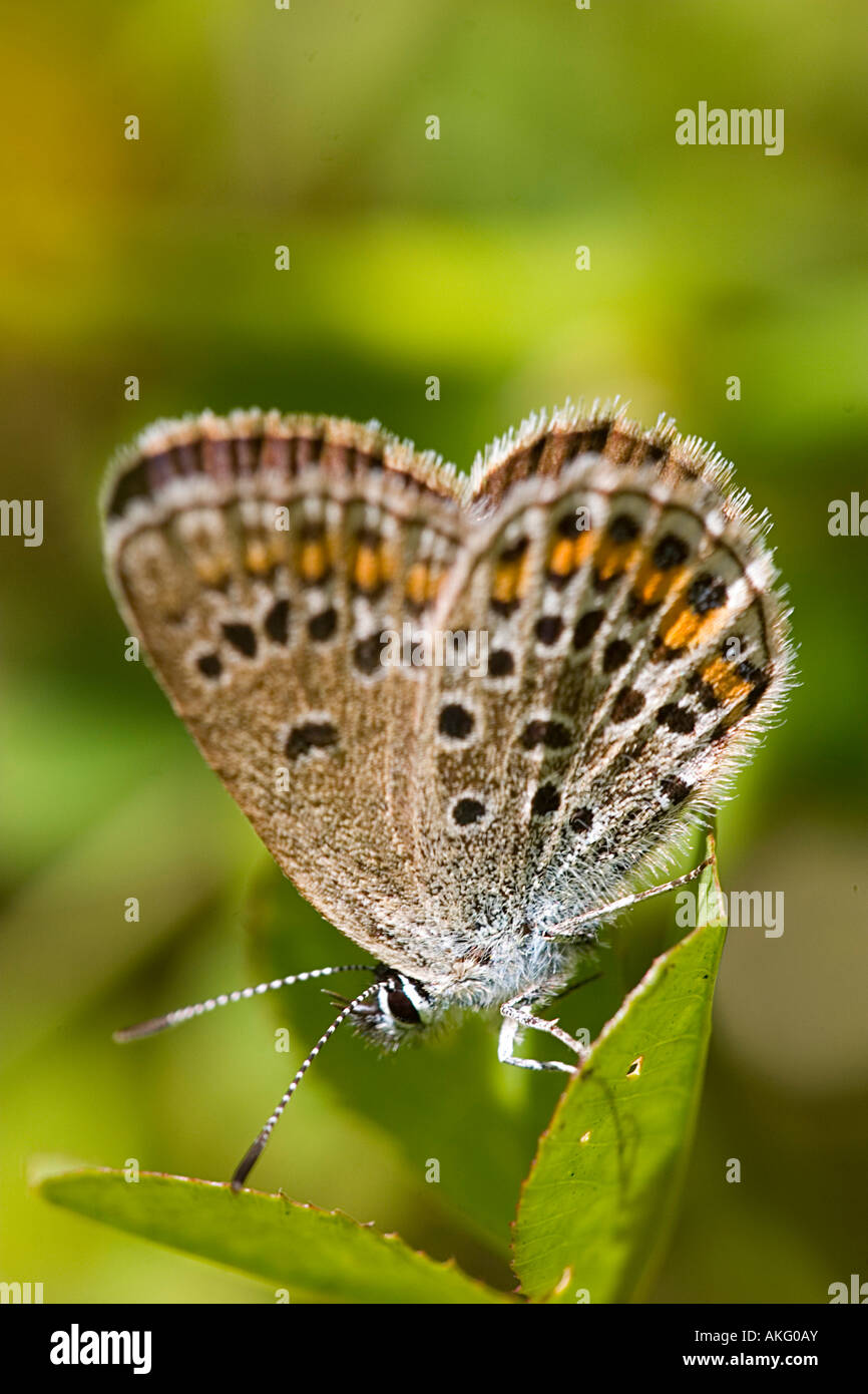 Baton Blue - Pseudophilotes baton Stock Photo - Alamy