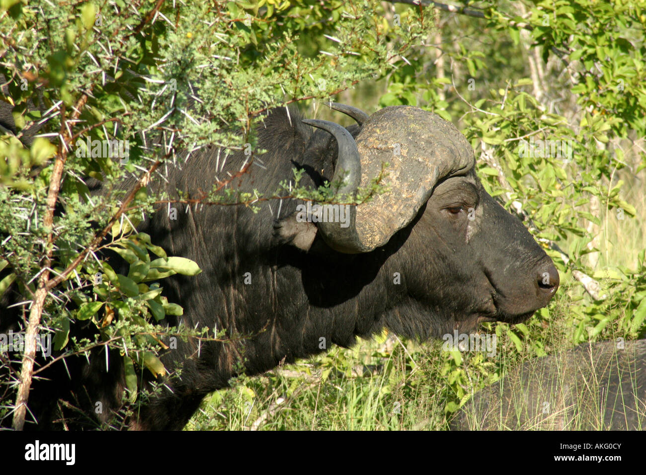 Water Buffalo near Djuma bush Camp Sabi Sand Private Reserve Kruger ...