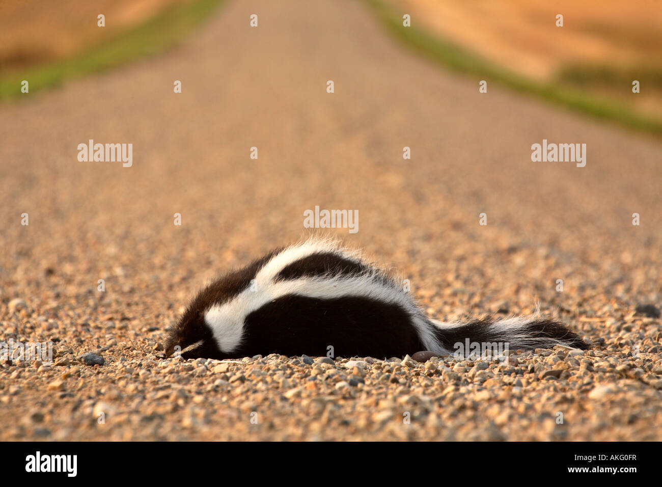 Dead skunk hi-res stock photography and images - Alamy