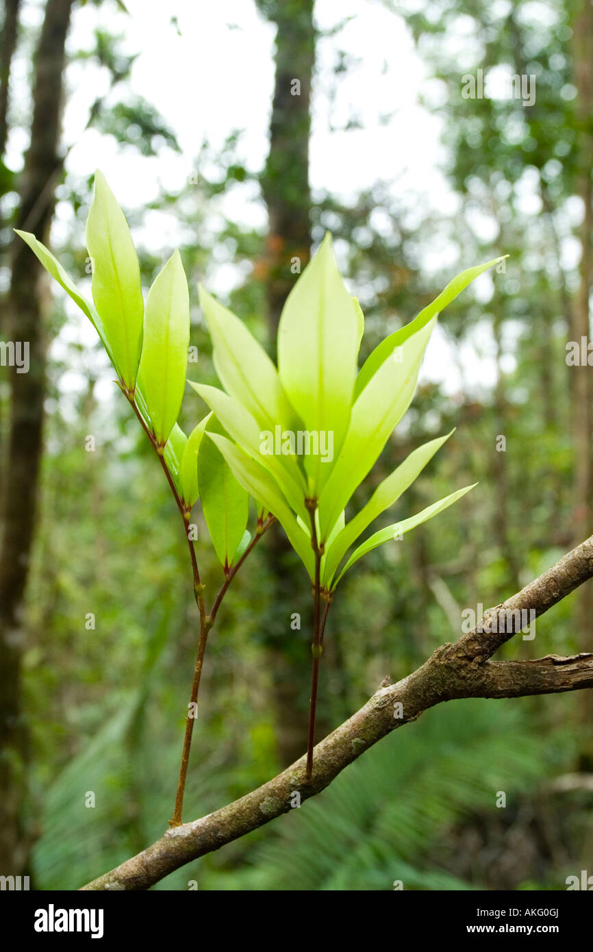 Green leaves growing from a branch Stock Photo - Alamy