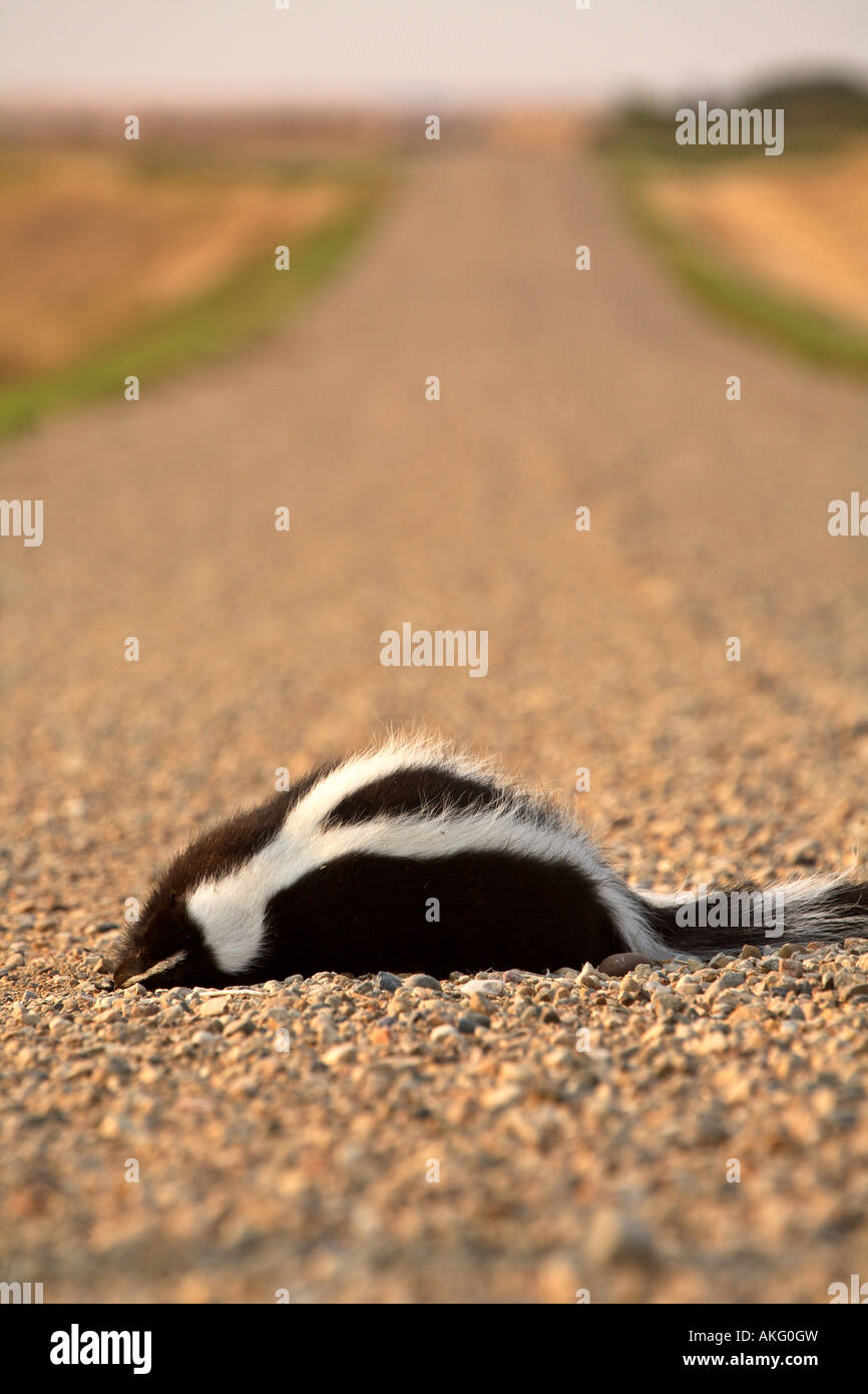 Dead skunk in the middle of a Saskatchewan country road Stock Photo - Alamy