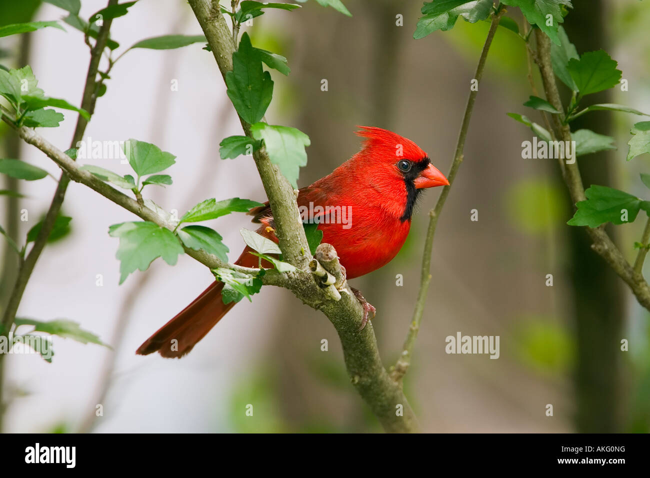 North american songbirds hi-res stock photography and images - Alamy