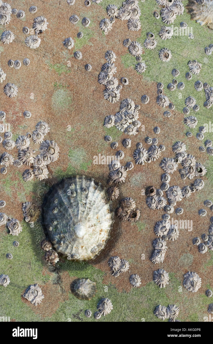 Common limpet surrounded by acorn barnacles Stock Photo - Alamy