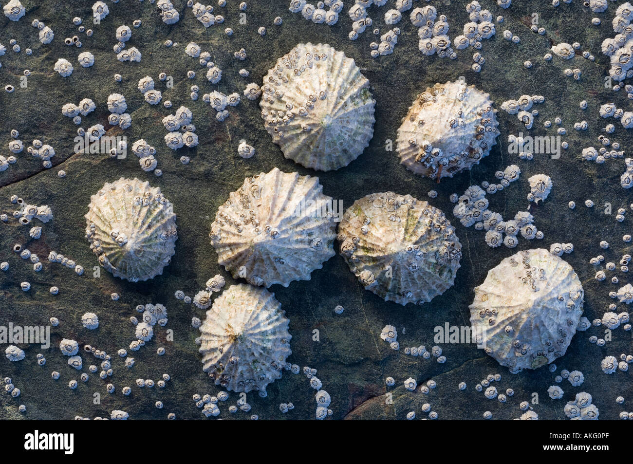 Balanus balanoides hi-res stock photography and images - Alamy
