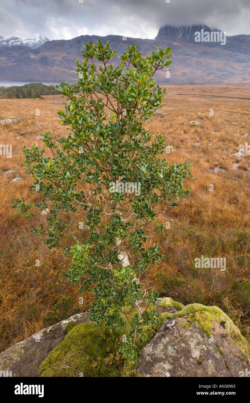 Exposed rooted tree hi-res stock photography and images - Alamy
