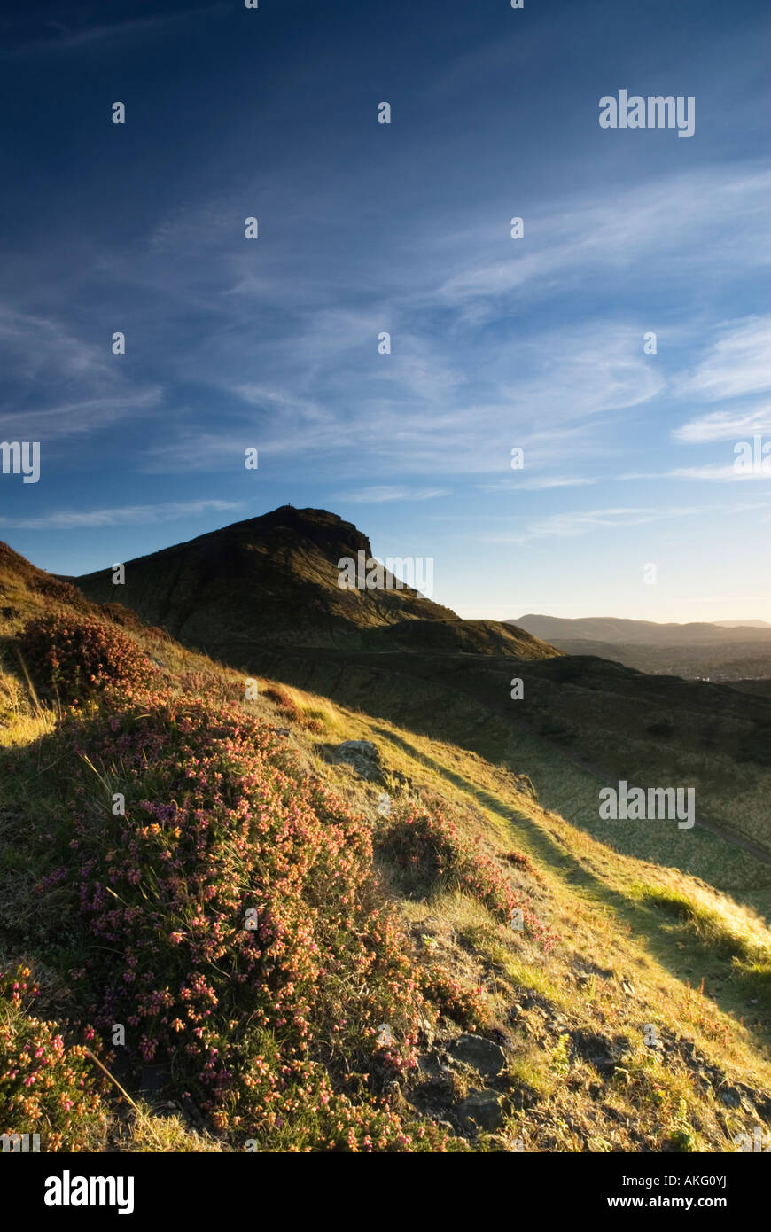 Heather growing in Holyrood Park with the East side of Arthurs Seat in ...