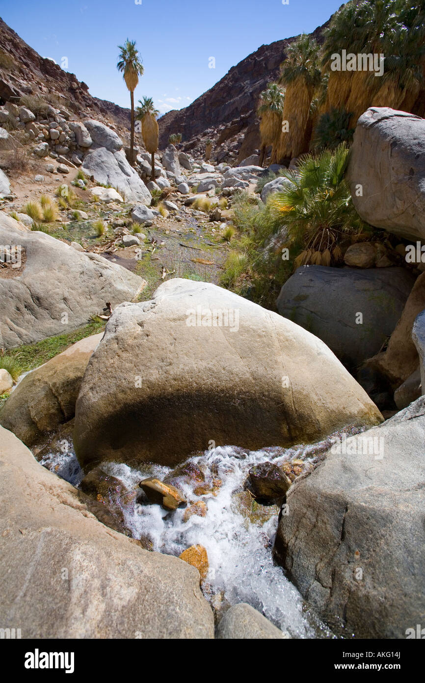 Seasonal spring in Palm Canyon Anza Borrego Desert State Park Borrego ...