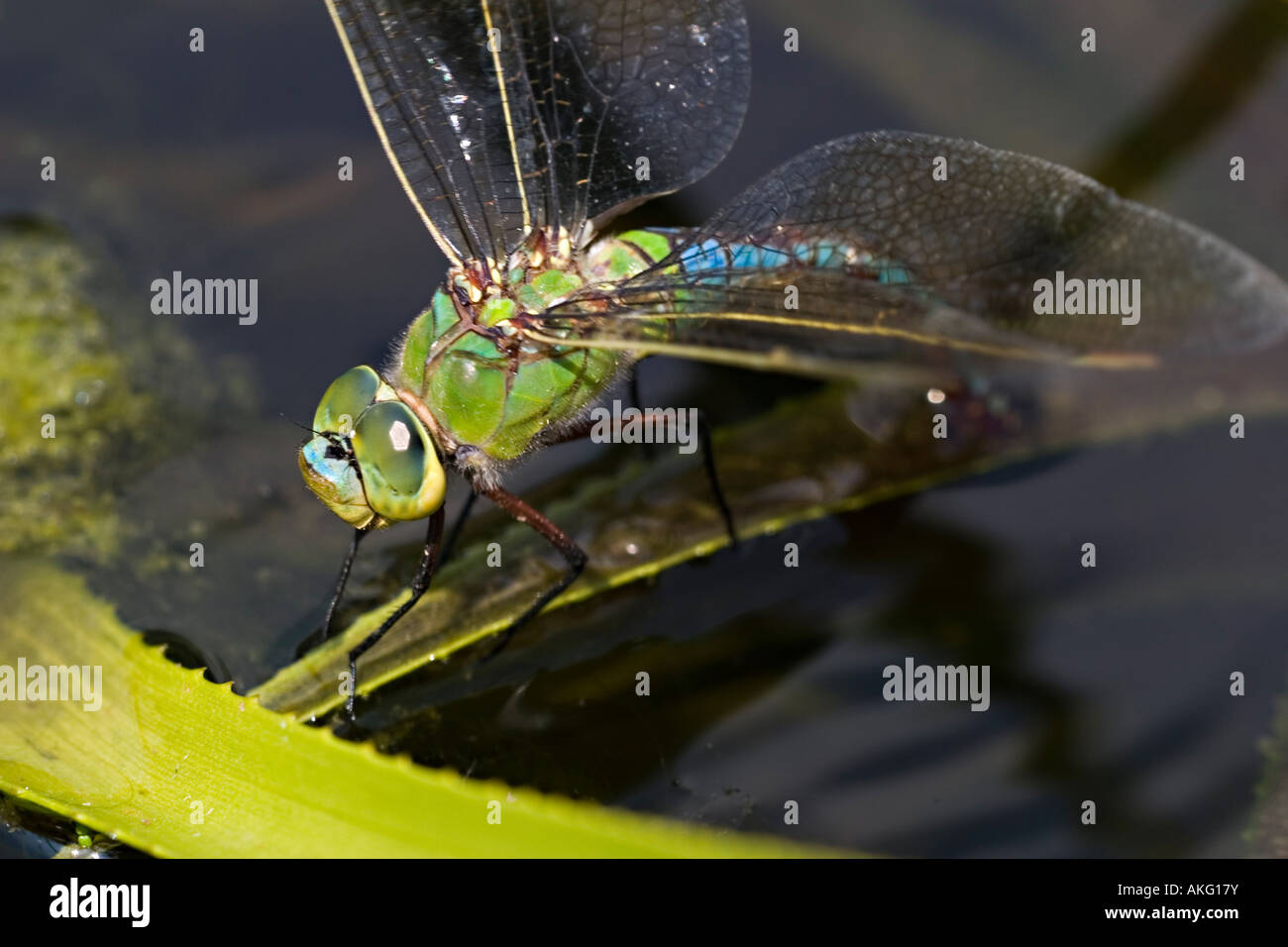 King insects hi-res stock photography and images - Alamy