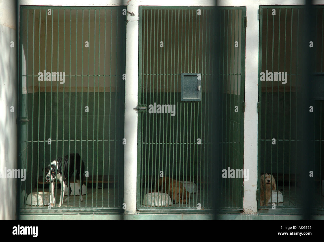 How Long Is A Dog Quarantine For Rabies