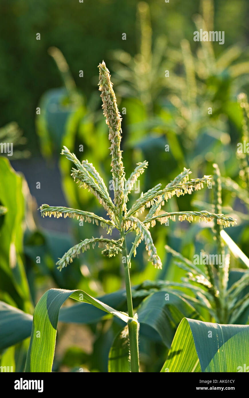 Ripe corn stems on farmland hi-res stock photography and images - Alamy