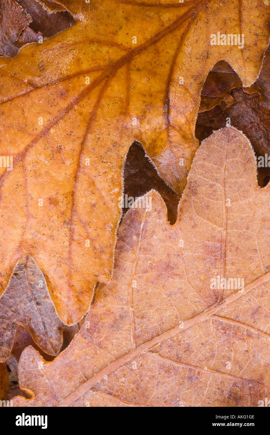 Wavy edge leaves hi-res stock photography and images - Alamy