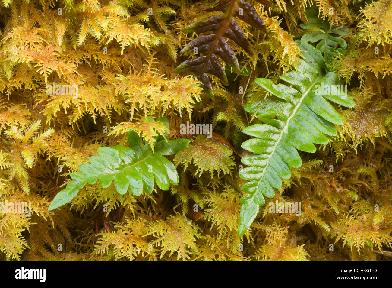 Thuidium moss hi-res stock photography and images - Alamy