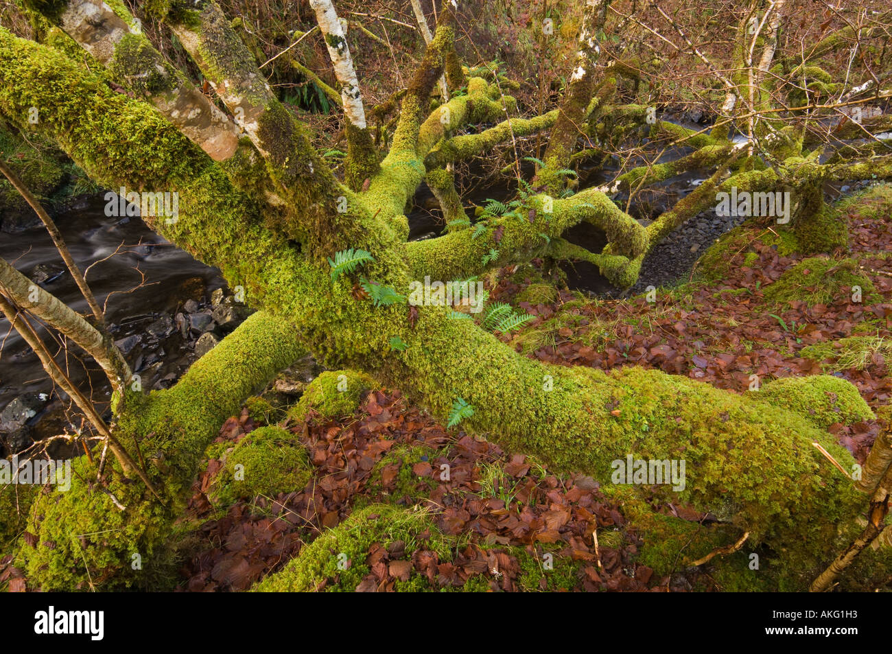 Hazel wood scotland hi-res stock photography and images - Alamy