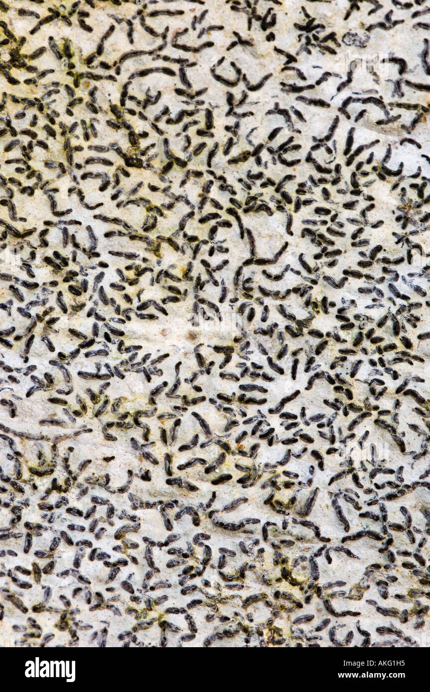 Graphis scripta lichen growing on beech tree, Scotland Stock Photo - Alamy