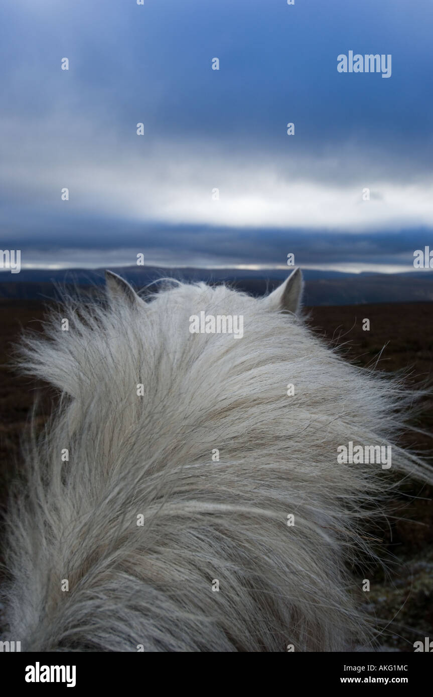 Garron pony scotland hi-res stock photography and images - Alamy