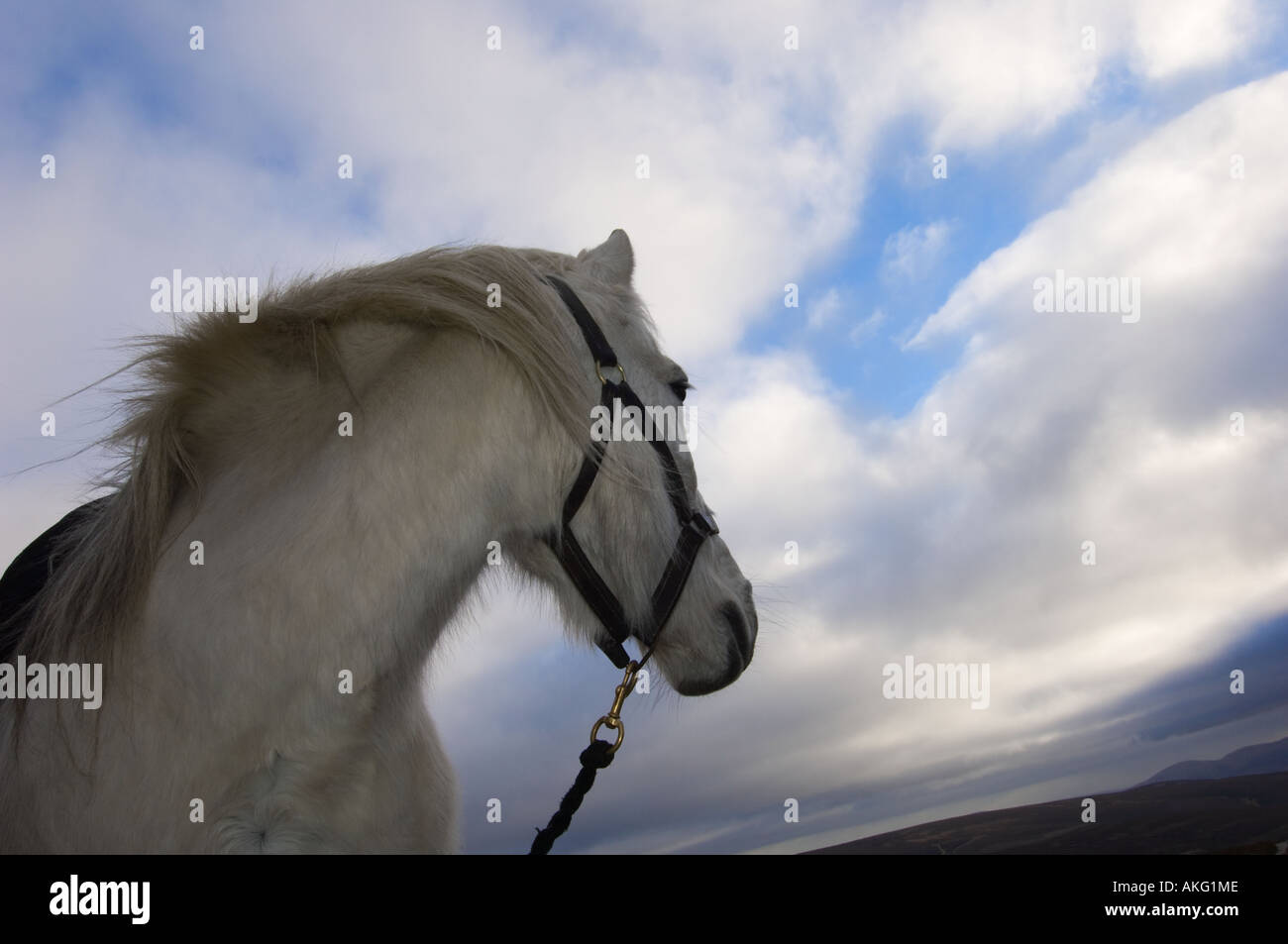 Garron horse hi-res stock photography and images - Alamy