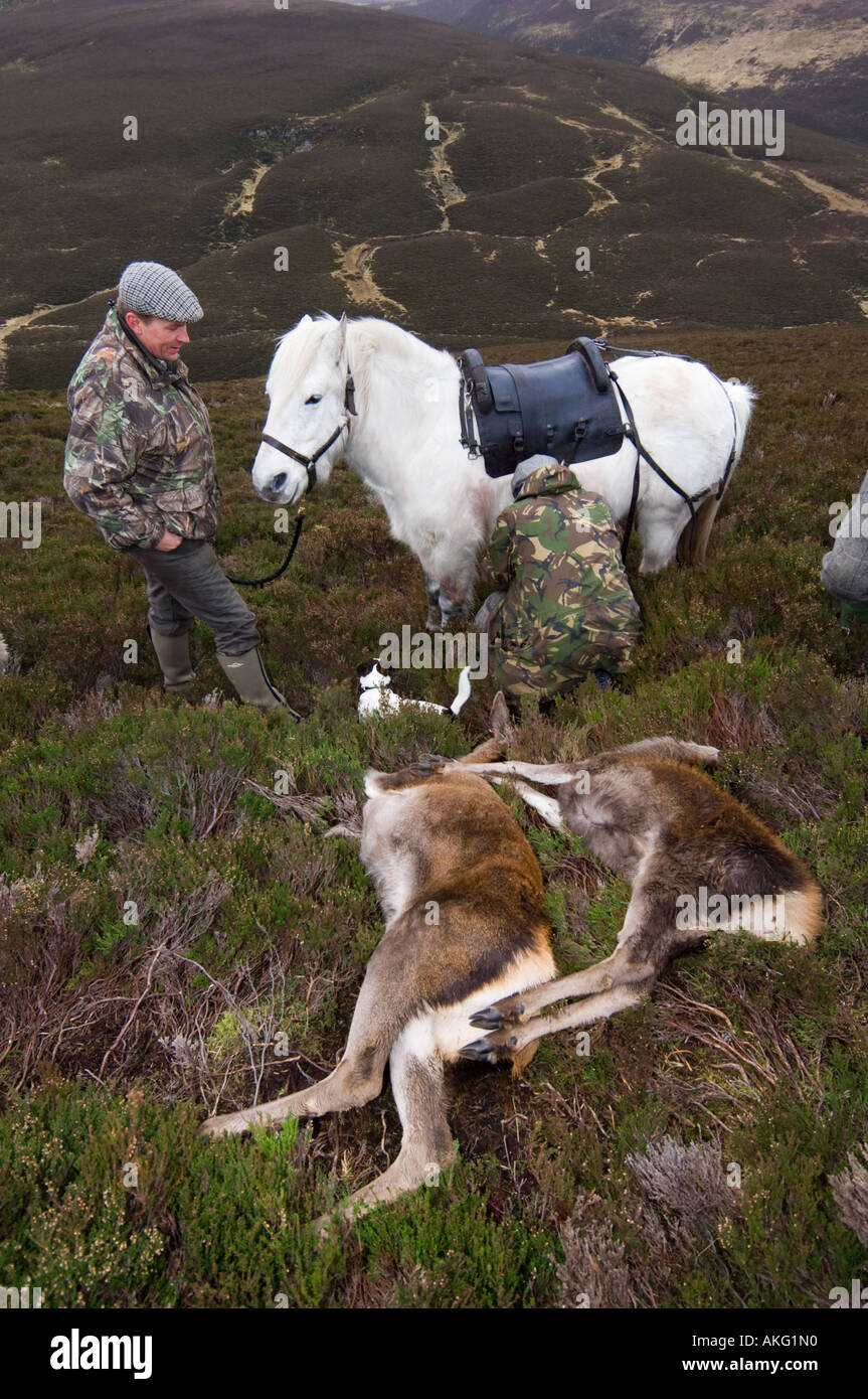 Garron horse hi-res stock photography and images - Alamy