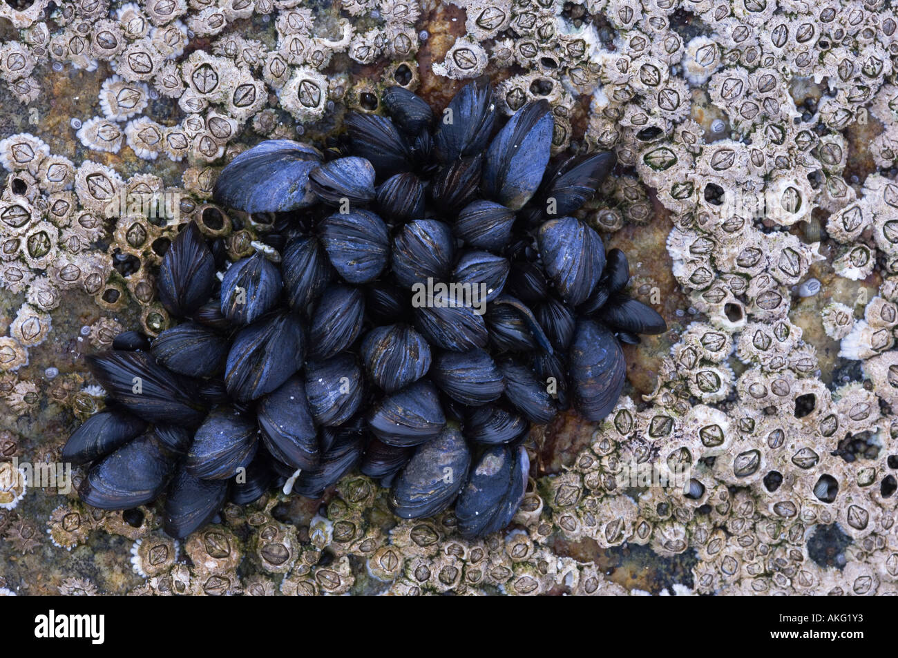 Common mussel amongst acorn barnacles, Tiree, Scotland Stock Photo - Alamy