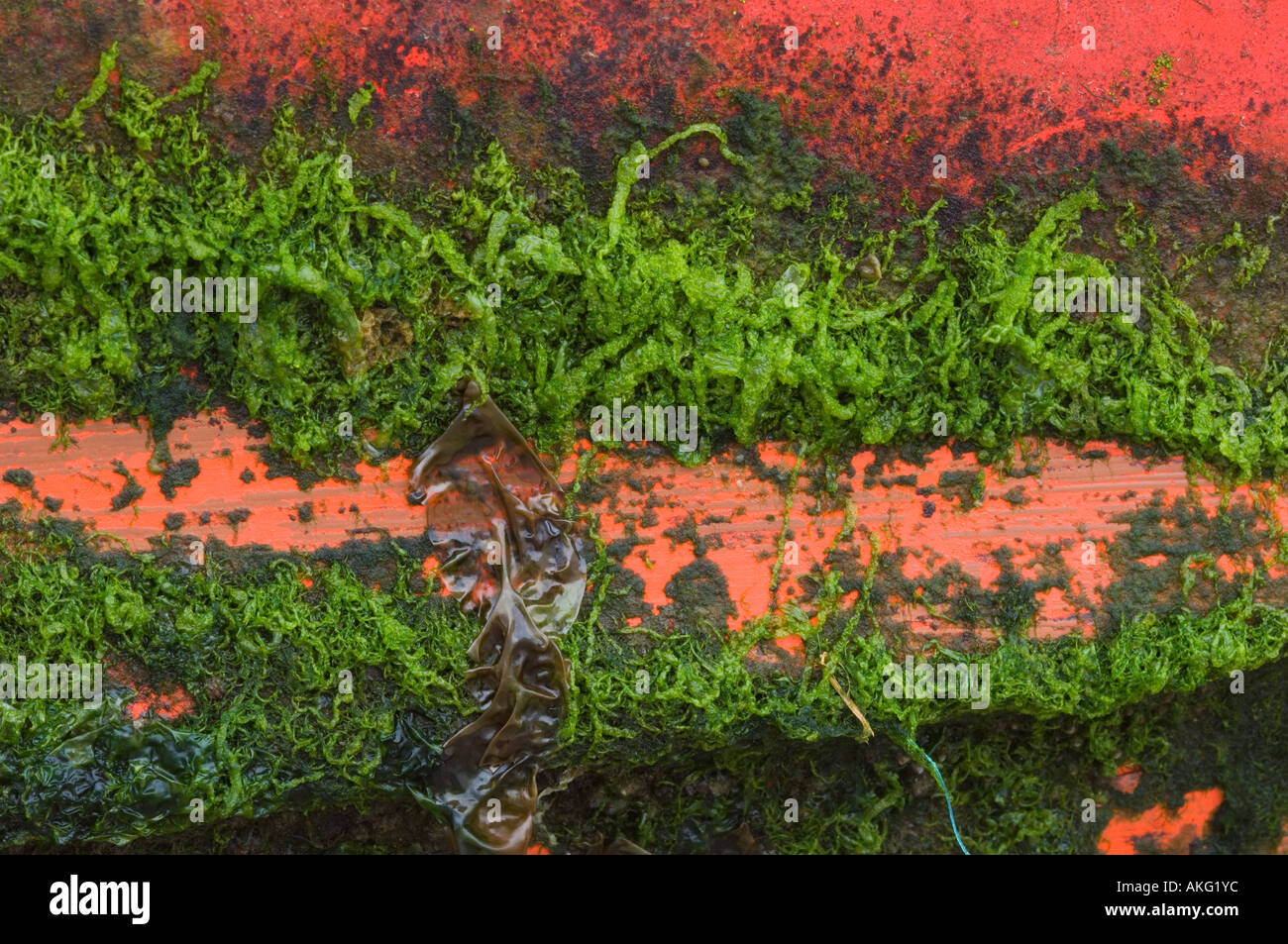 Fouling with seaweed along the hull of a fibreglass boat, Scotland ...