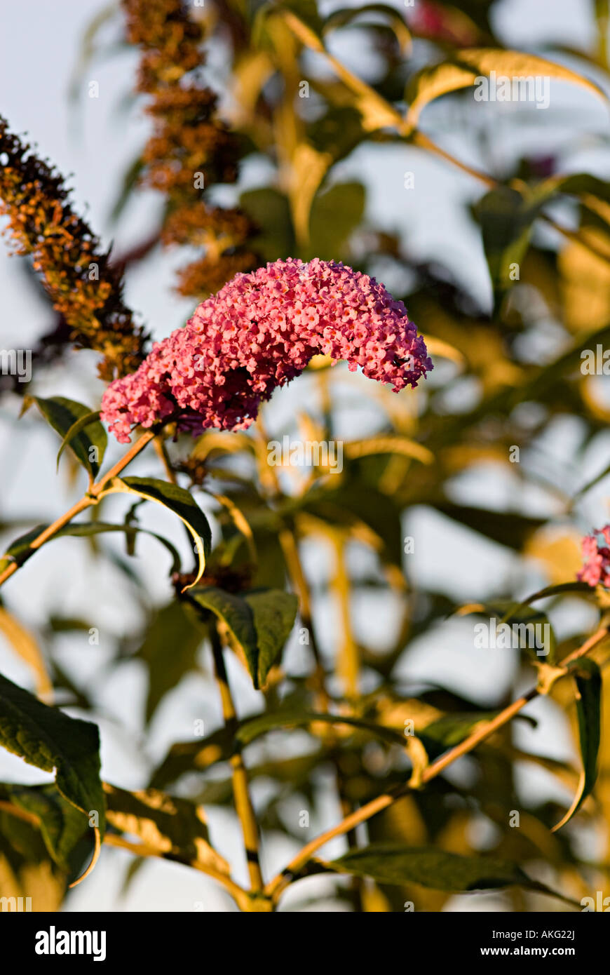 buddleia purple leaf on a large bush Stock Photo - Alamy